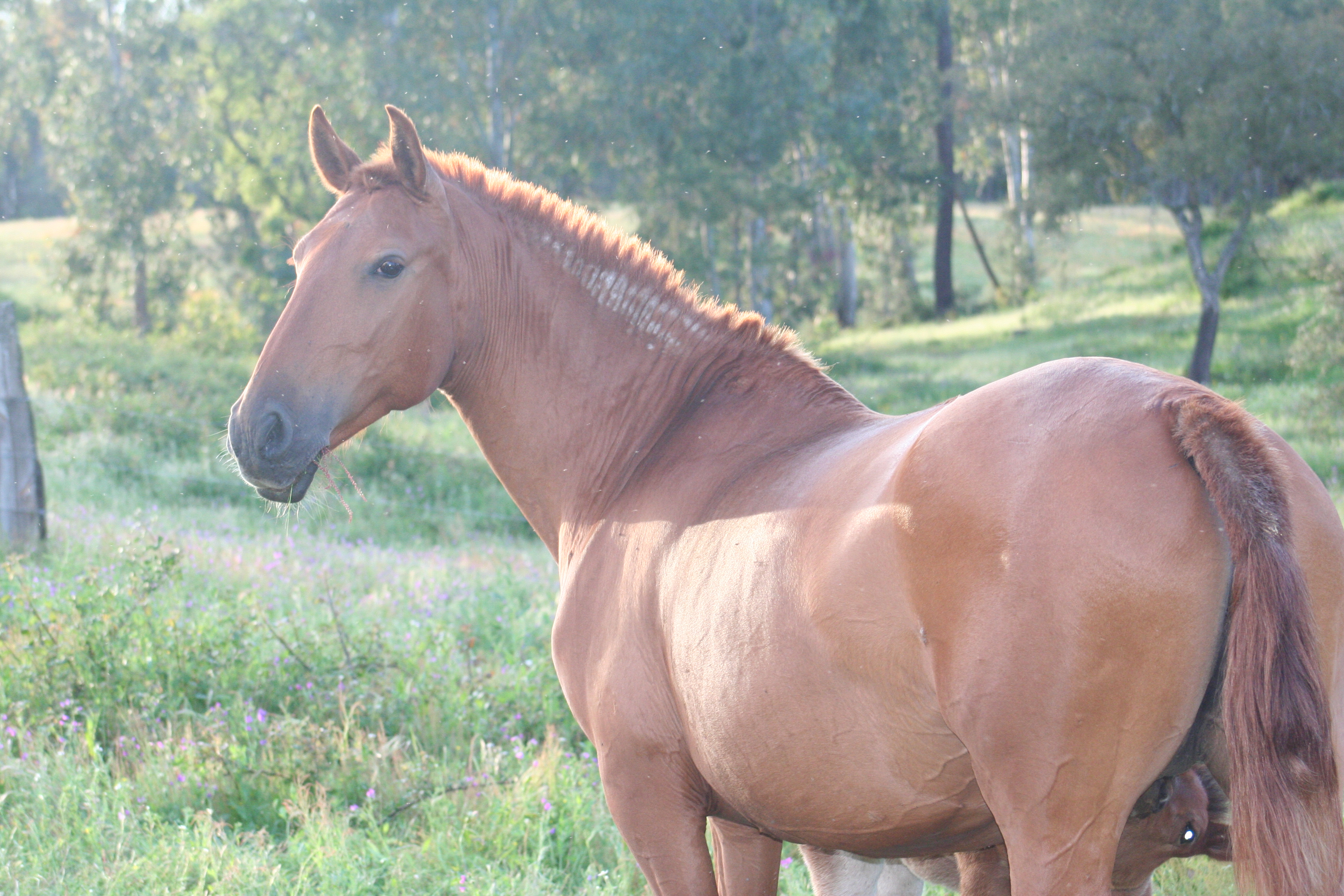 The D’ANDRADE horse – Andrade Horses